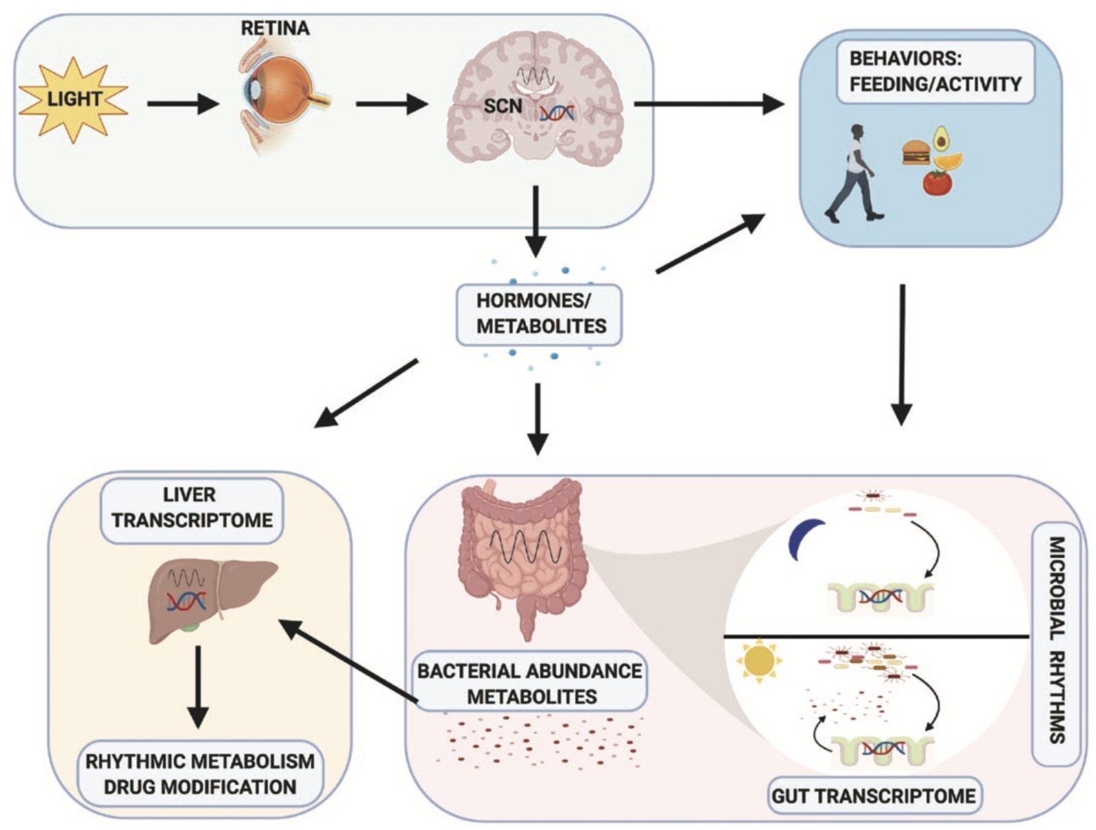 Publications – Thaiss Lab